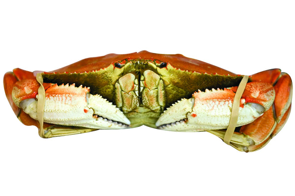 Natal Orange Crab – B.Nagiahs